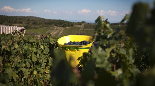 Clos des Vignes du Maynes, el viñedo ecológico más antiguo de la ...
