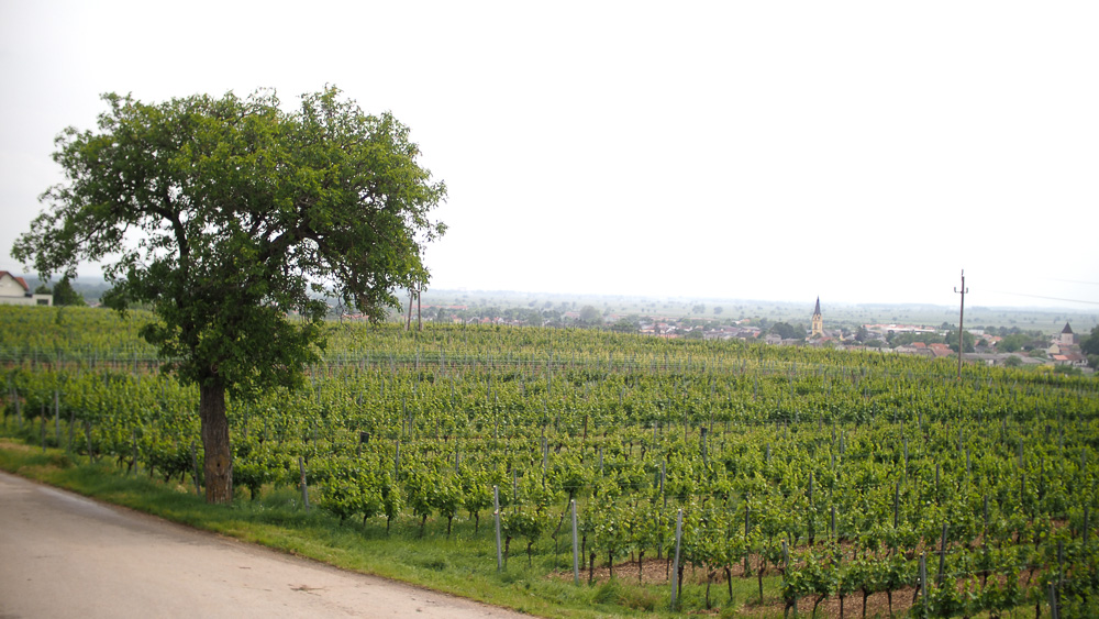 Claus Preisinger: vinos destacados de Austria con autenticidad y ...