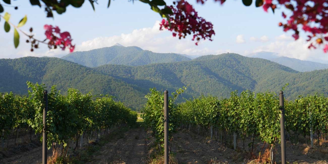 Georgia avanza en vino con variedades únicas y calidad excepcional